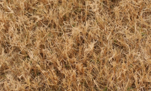 How to Remove Dead Grass from a Lawn - Green Lawn Guide