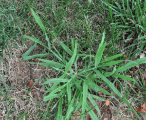 Crabgrass Identification – Types and Pictures - Green Lawn Guide