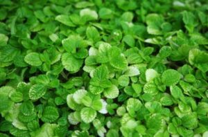 3 Easy Ways to Get Rid of Creeping Charlie in Lawn - Green Lawn Guide